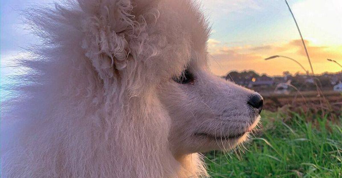 These 12 breeds look the part but may fail when guarding actually matters