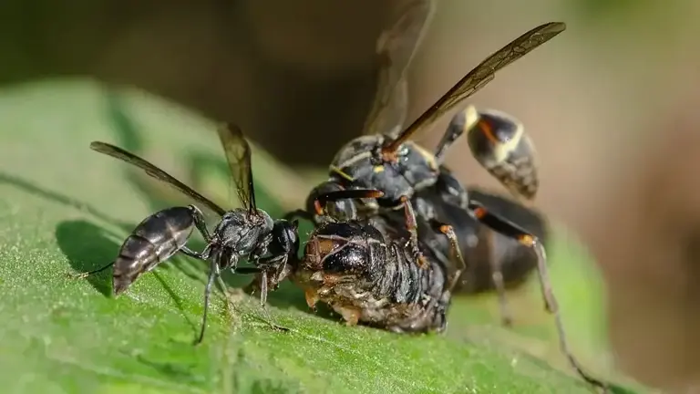 Some plant receptor helps beans detect caterpillars and call in wasp ...