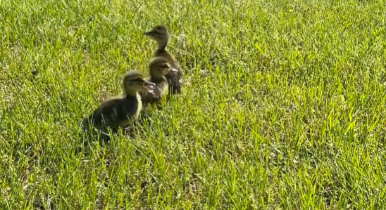 Burlington Fire Department rescues ducklings from storm drain