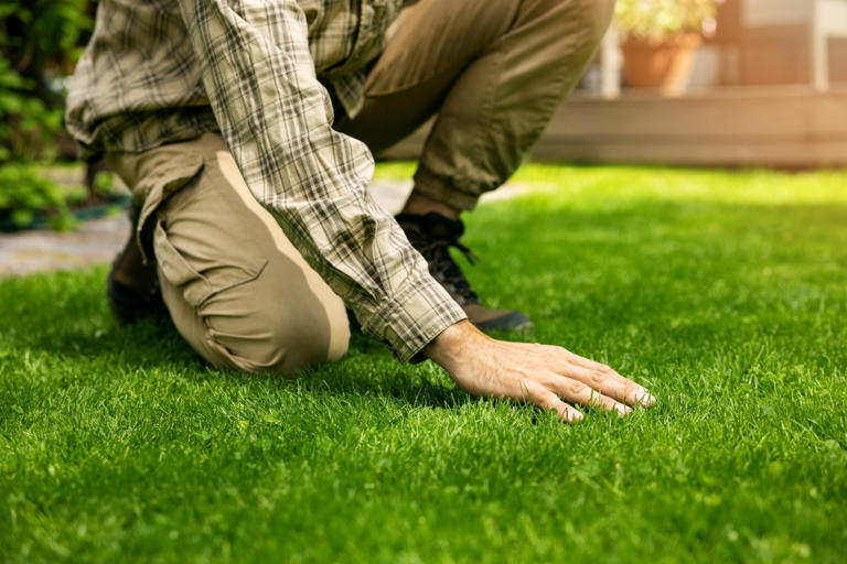 How to get a golf course lawn at home (without spending $50K)