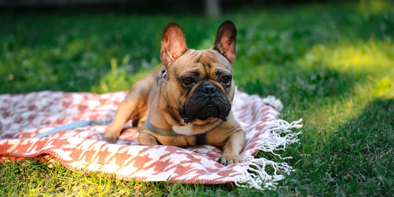 7 dog breeds that don’t cope well in hot weather—and how to keep them cool