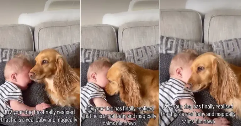 Dog magically calms a crying baby with his soothing voice