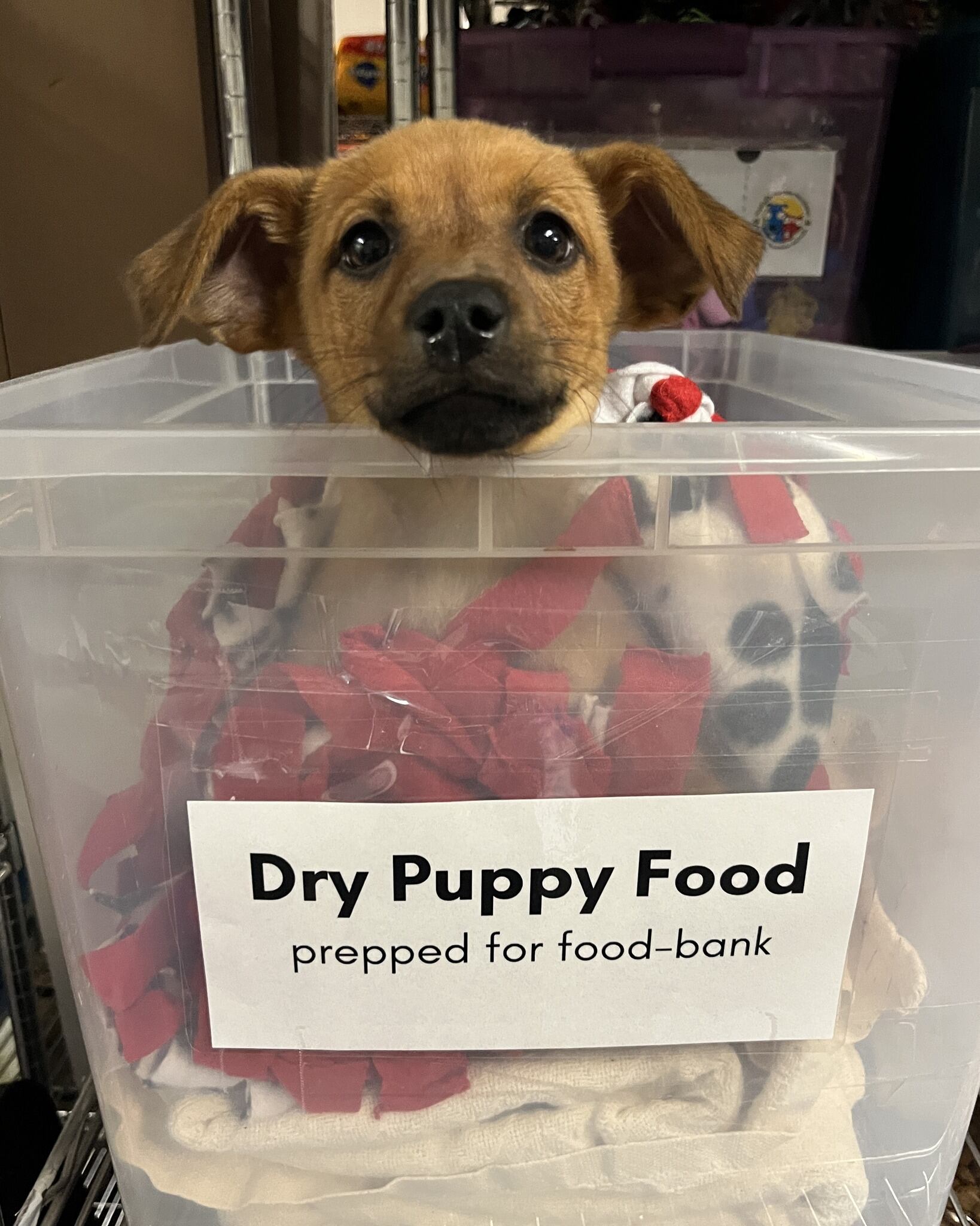 Nashville Humane Association asking for food donations, says 'shelves ...