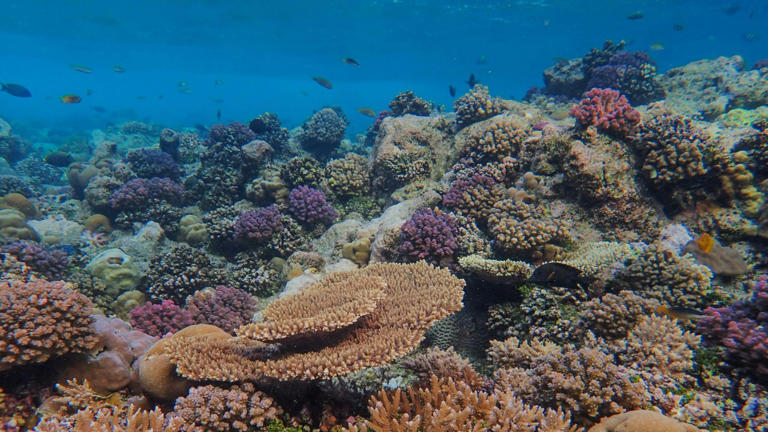 Tiny microbes living inside fish guts are quietly shaping the chemistry ...