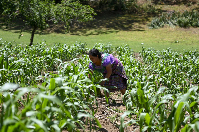 Fears of hunger overwhelm Guatemalan village as El Nino approaches