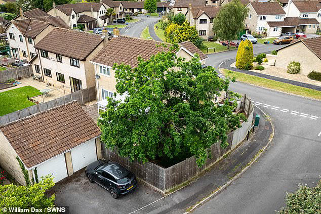 Century-old oak tree is saved from the axe - despite damaging home of ...