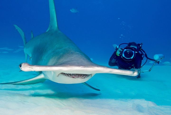 10 strange details that make hammerhead sharks remarkable