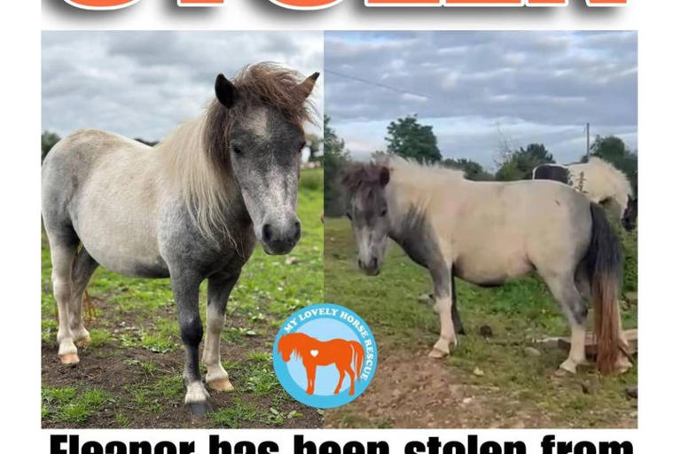 Heartbroken staff offer €1,000 reward for return of pony taken from charity