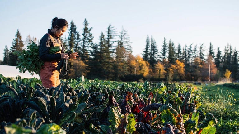 Small farms food program gets local lifeline