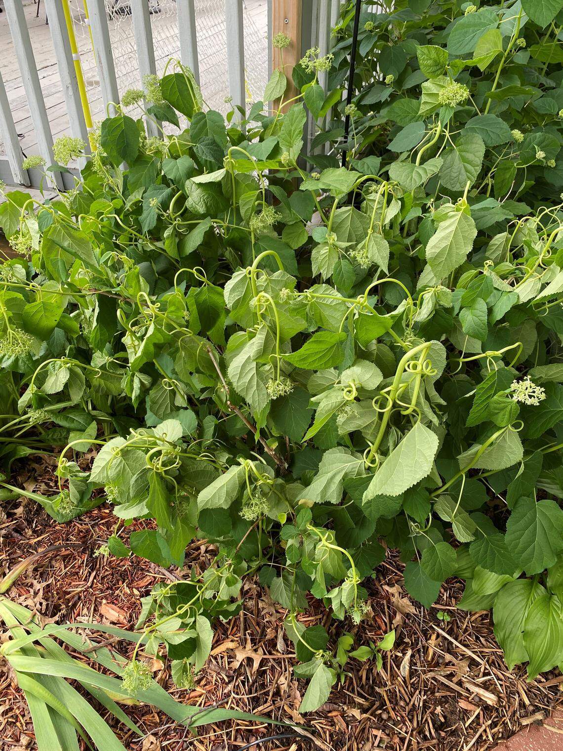 Think before you spray: How to apply herbicides responsibly in Kansas City