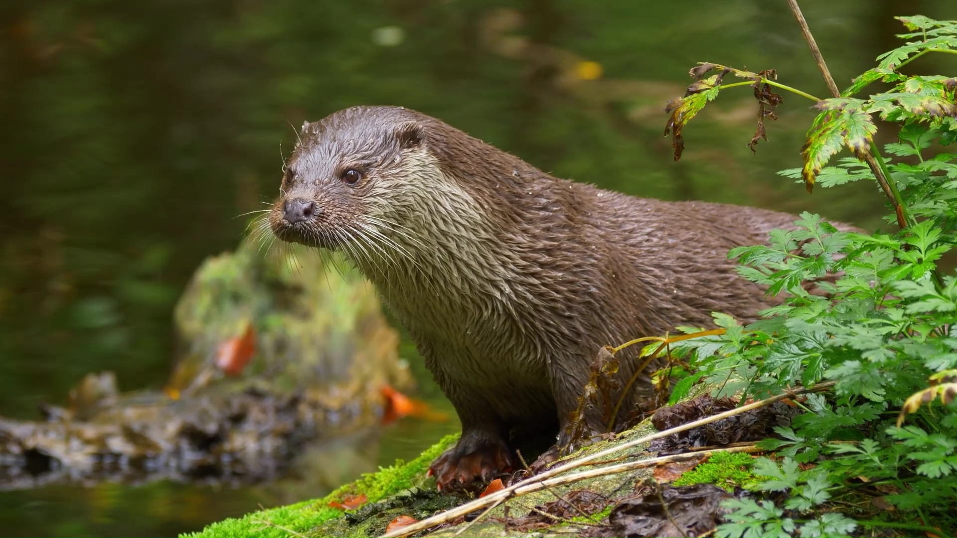 Nutria alerta vigilando la orilla del río