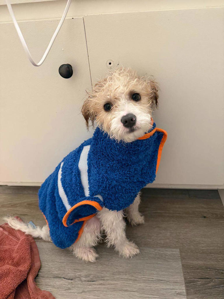 Toxic mushroom killed SLO County puppy. Which CA fungi are poisonous ...