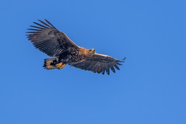 Investigation launched into disappearance of eagle over Yorkshire Moors