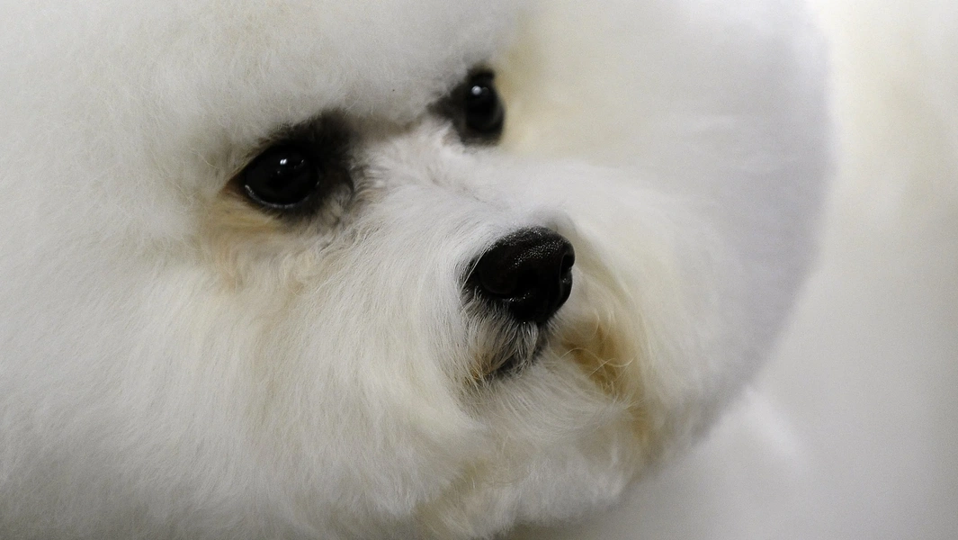 17 dog breeds most prone to separation anxiety