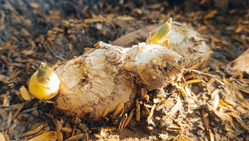 8 tips for growing fresh ginger in pots