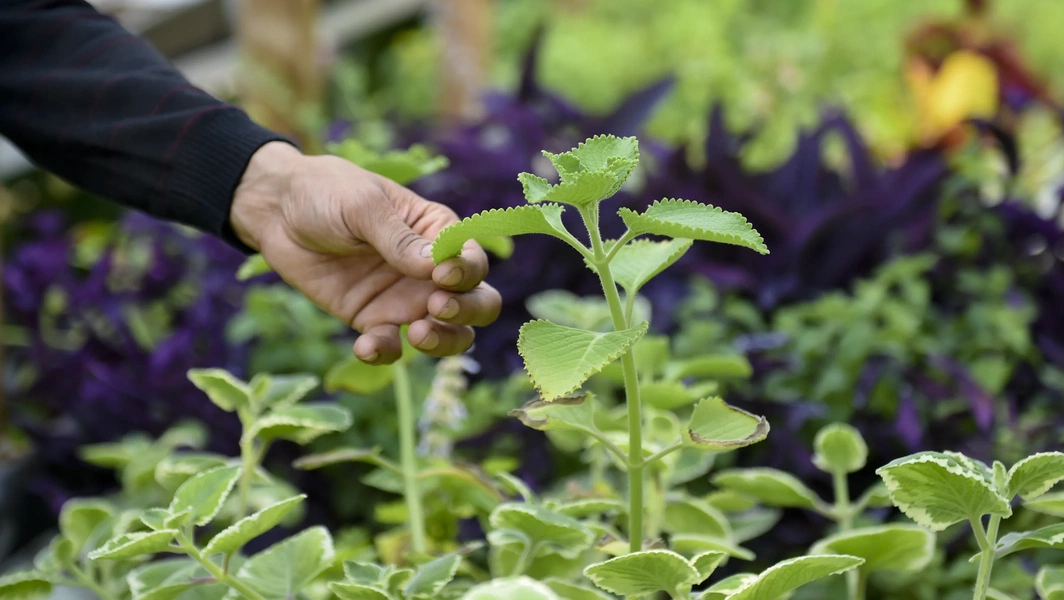 17 best and worst companion plants for peppers