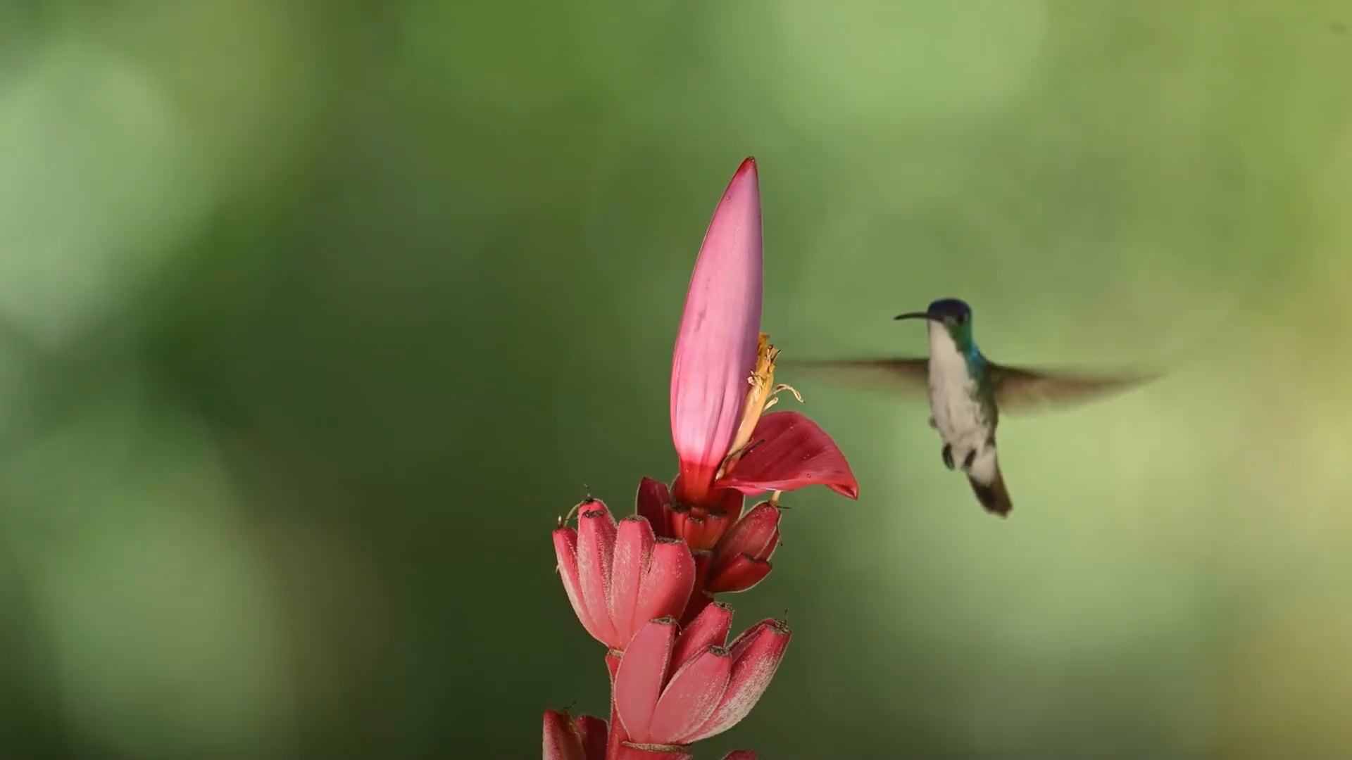 O que significa a visita de um beija-flor ao seu jardim? Veja o que diz ...