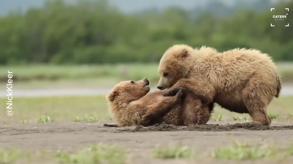 Adorable bear cubs filmed playfighting in Alaska