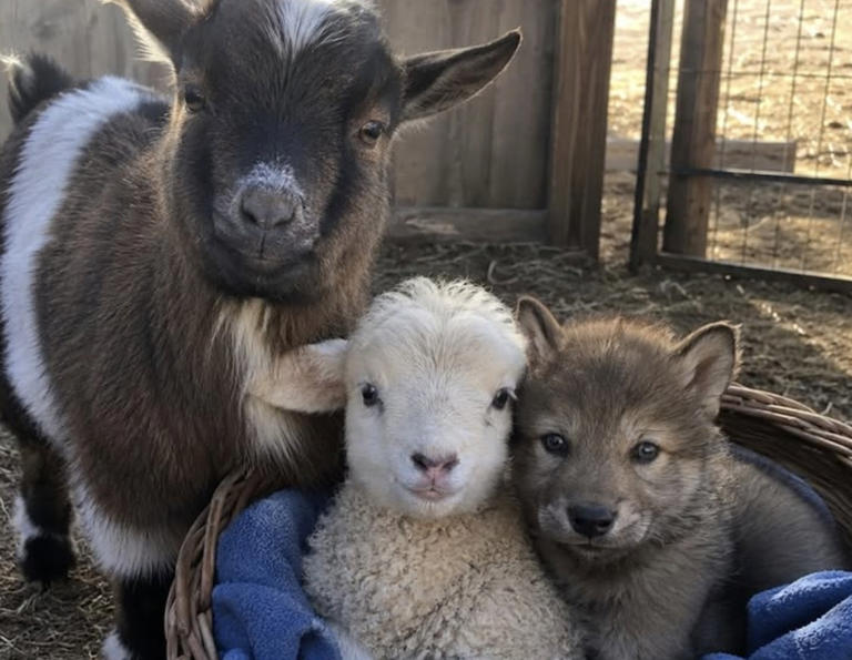 Patatra, una capra nana, perde il suo capretto e accoglie un agnello ...