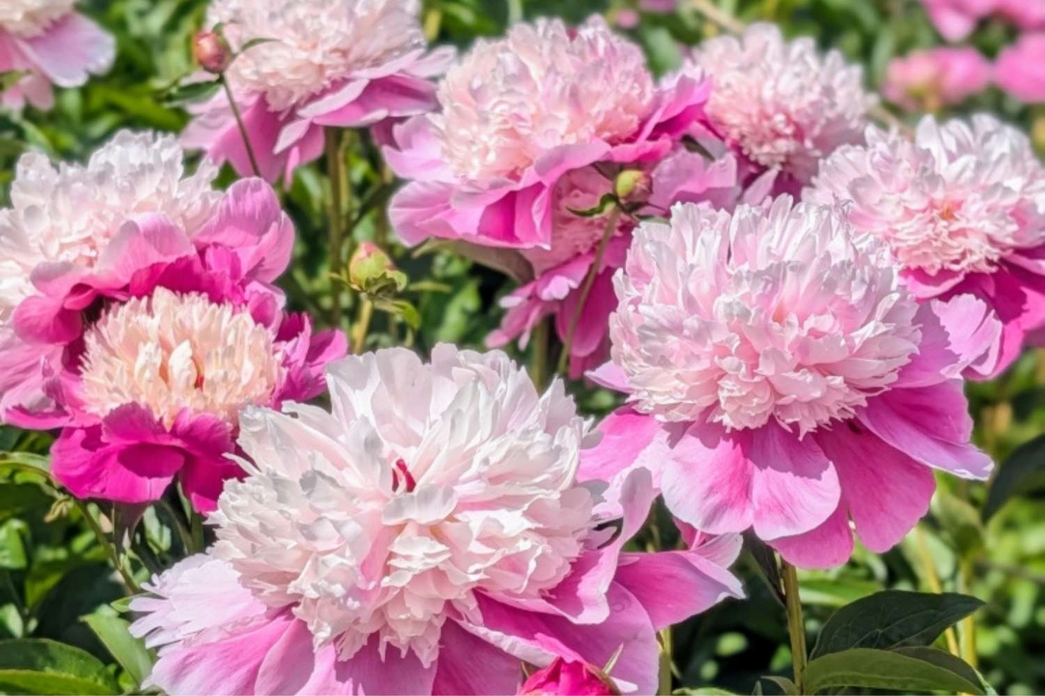 Martha just shared her secret to preventing peonies from flopping in ...