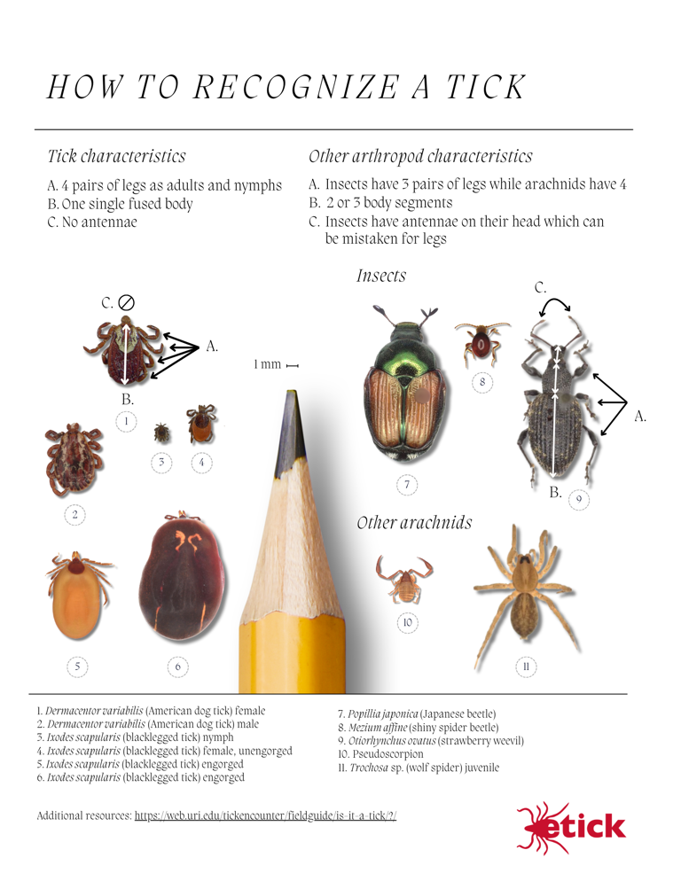 Ticks are becoming more prevalent in Canada. Here’s how to protect yourself