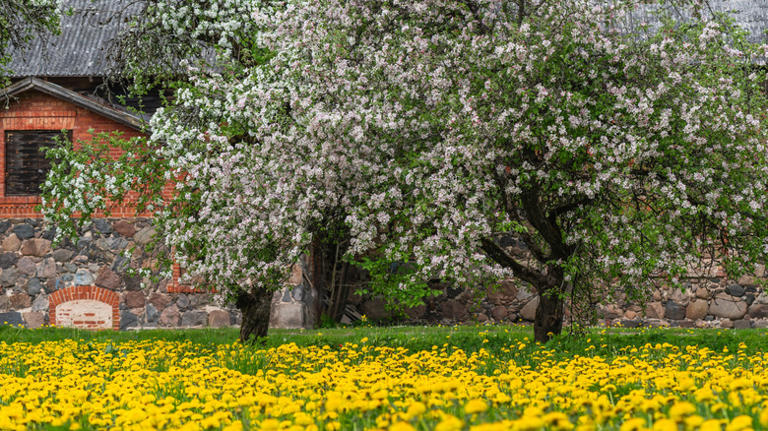 The natural way to add privacy to your yard without fences or screens
