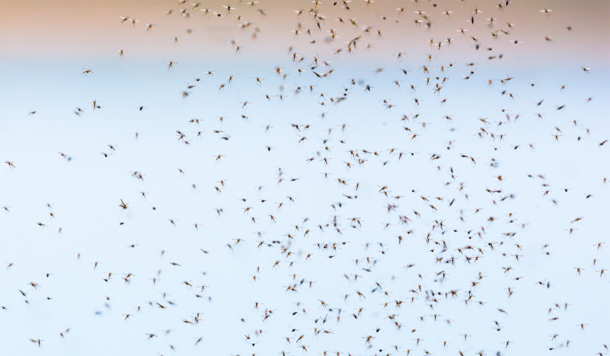 Urgent warnings issued as deadly insect-borne virus surfaces in major ...