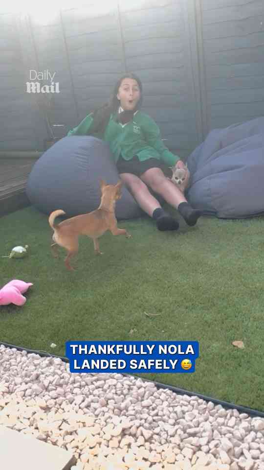 Chihuahua sent flying after bean bag mishap