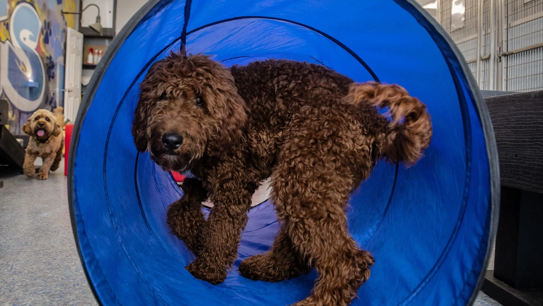Experts warn doodles require more care than many expect