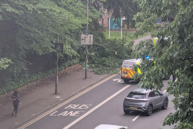 Glasgow motorists face disruption as large tree falls on busy southside ...
