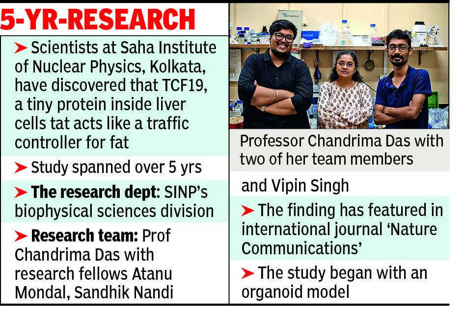 City scientists uncover liver protein managing fat storage