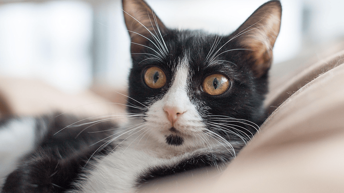Is your cat suffering? These are the first signs of pain in your pet