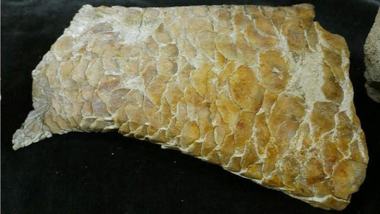 A forgotten notebook helped scientists finally identify a 55-million ...