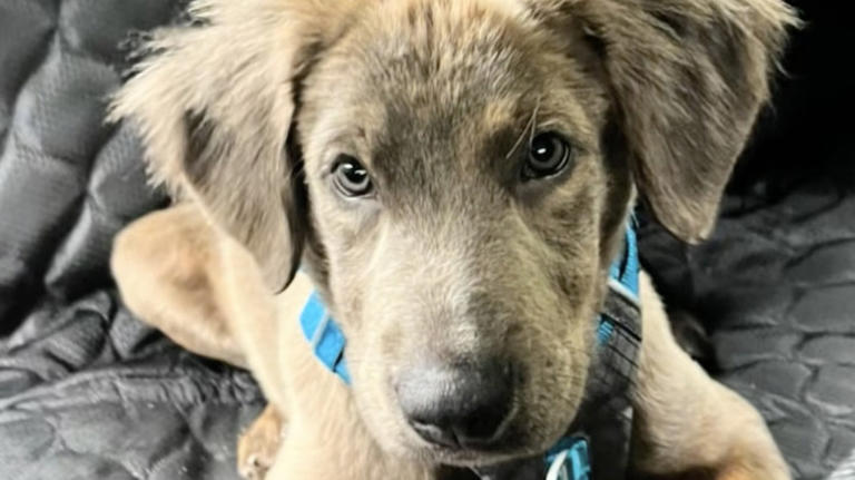 Rescue lab mix's toasty brown coat looks like he was 'in the oven too long'