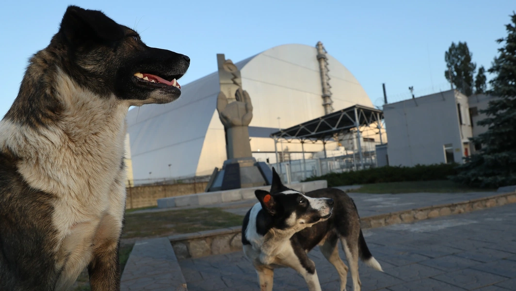 Chernobyl dogs and wildlife in a radioactive landscape