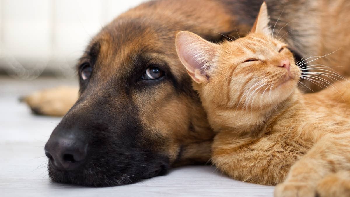 Senior cat 'viciously assaults' her German shepherd sibling