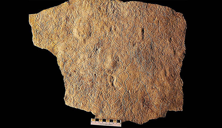 Animals were sharpening their senses long before the Cambrian explosion ...