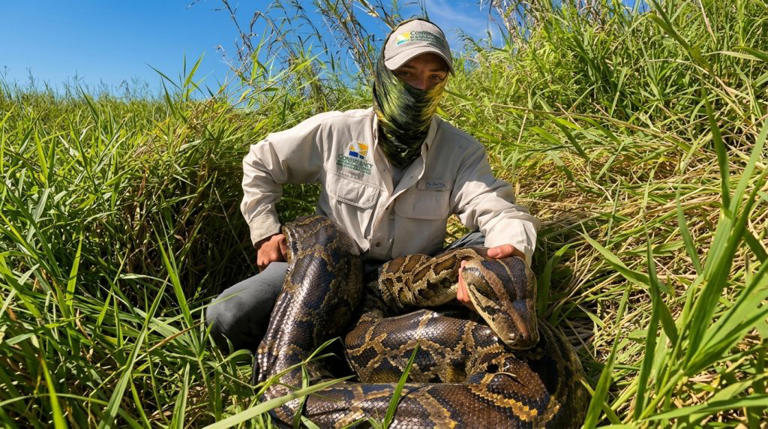 A python swallowed a full-sized deer and the moment left researchers ...