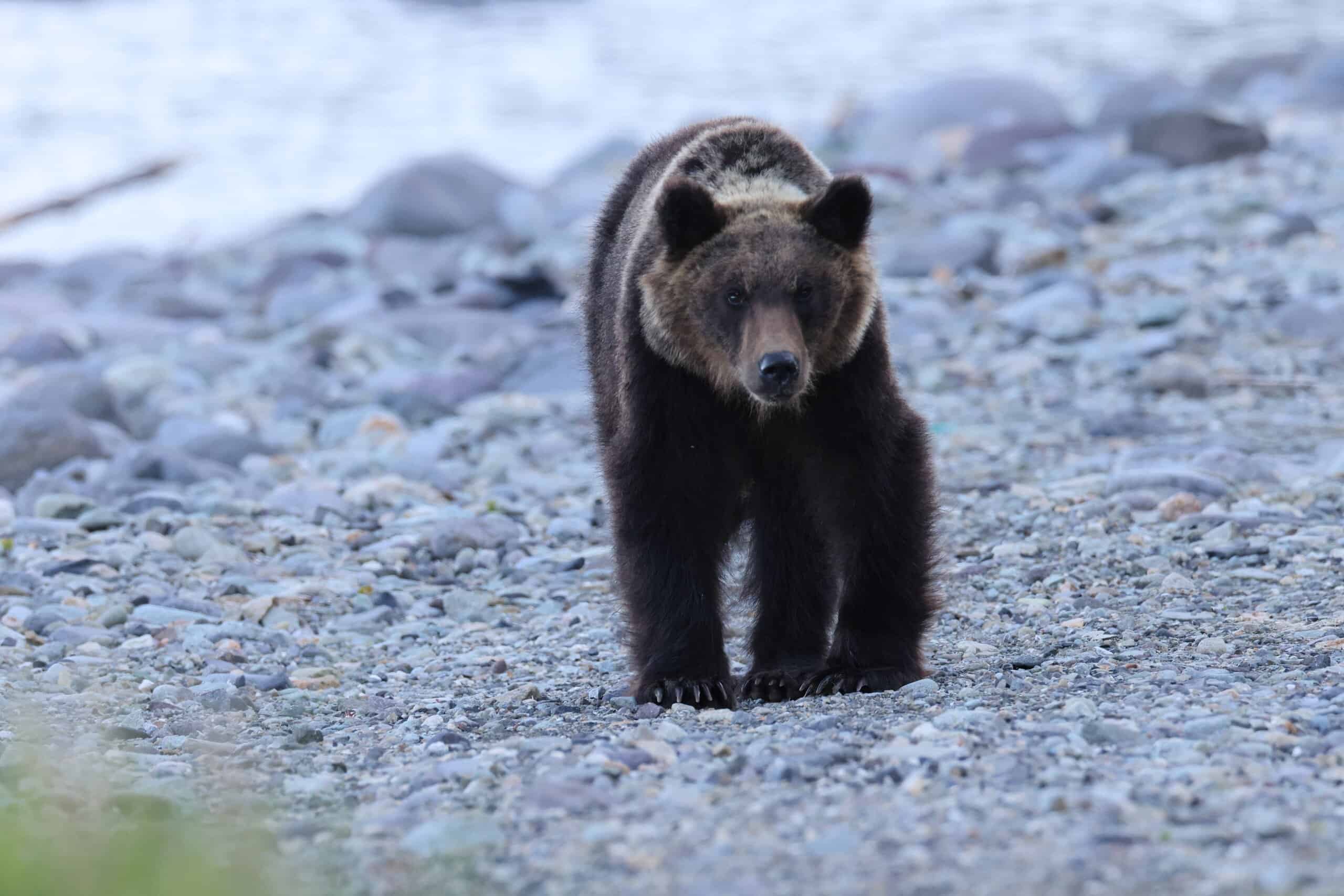 Bear attack captured on CCTV as Japan battles growing bear problem