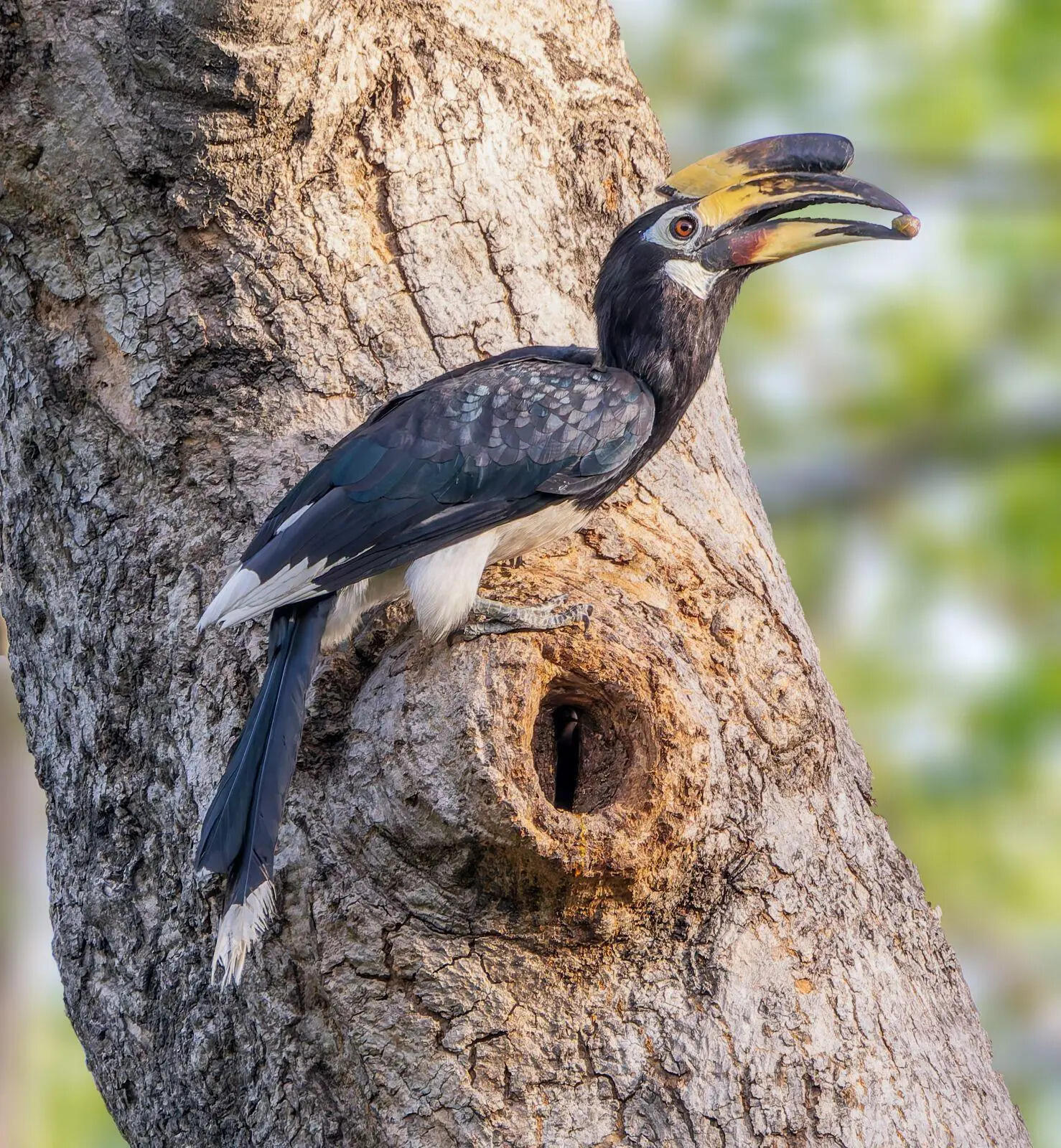 Oriental pied hornbill feeding at least two nests of grey hornbills