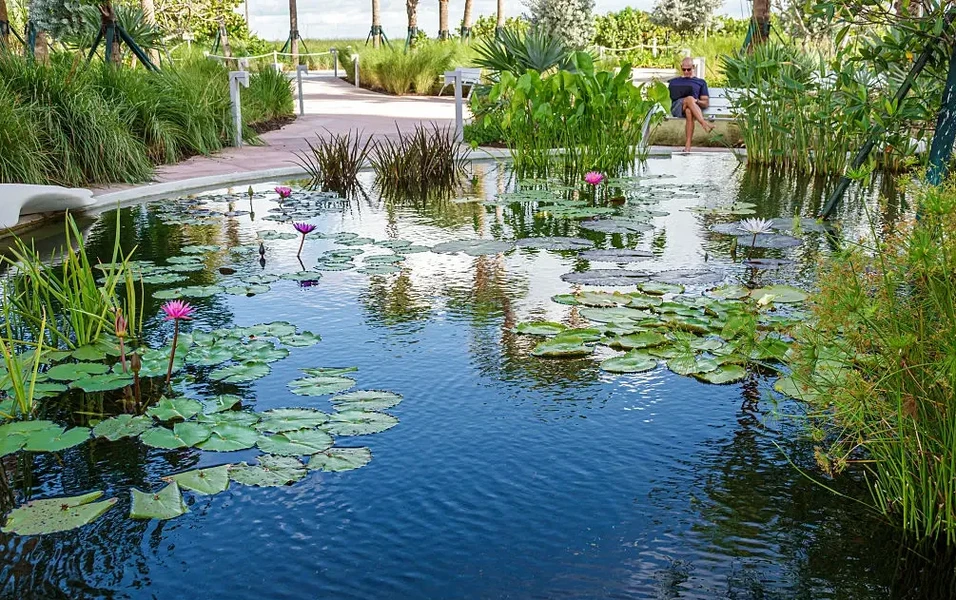 Backyard pond care made simple and joyful