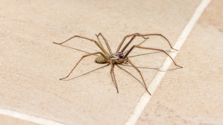 15 types of spiders, ranked by danger level