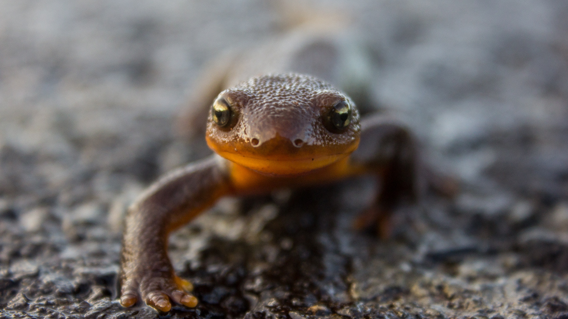 Newts found only in Oregon’s Crater Lake may finally get endangered ...