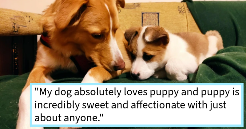 Stray puppy discovered crying outside dog lover’s fence in poor ...