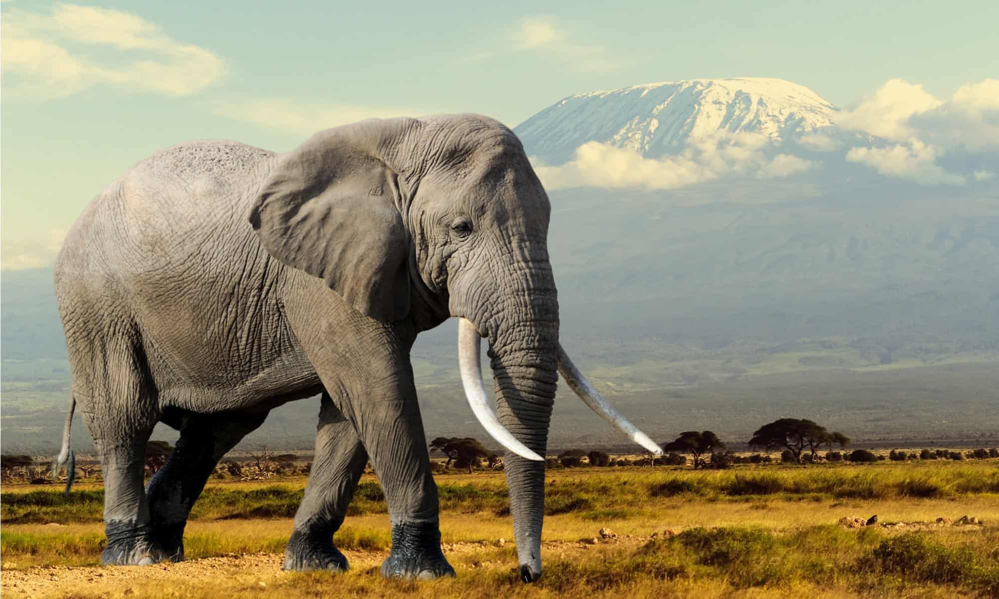 5 animals strong enough to take on a silverback gorilla