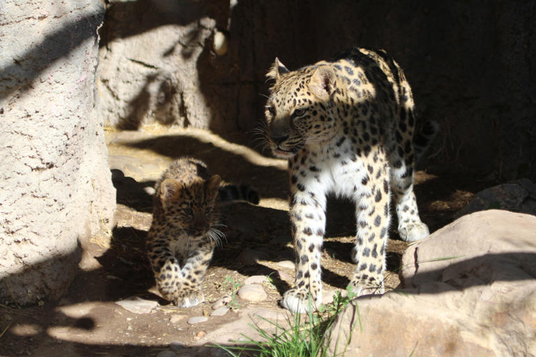 Hogle Zoo visitors can now see Amur leopard cubs