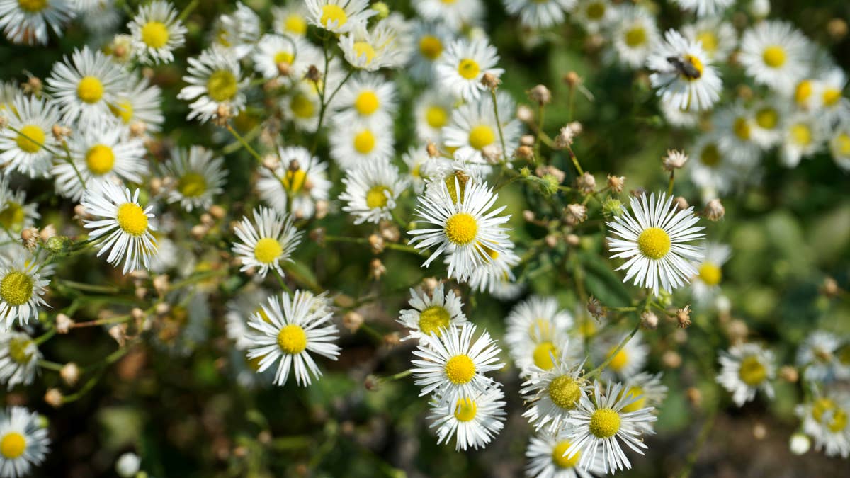 Discover 5 long-lasting plants for a colorful summer garden