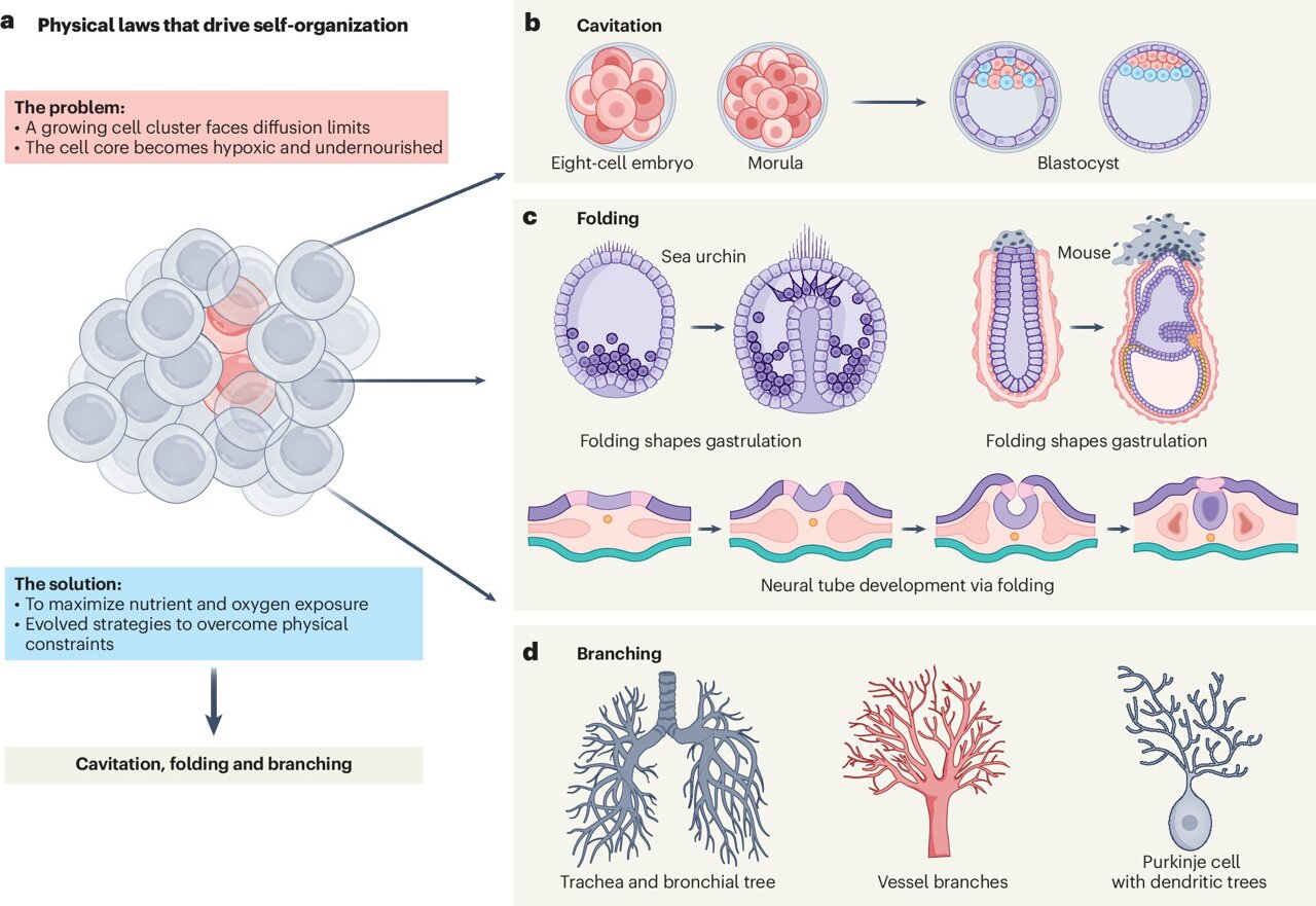 A new origin story for multicellular life points to physics, not genes ...