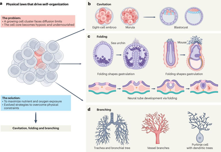 A new origin story for multicellular life points to physics, not genes ...