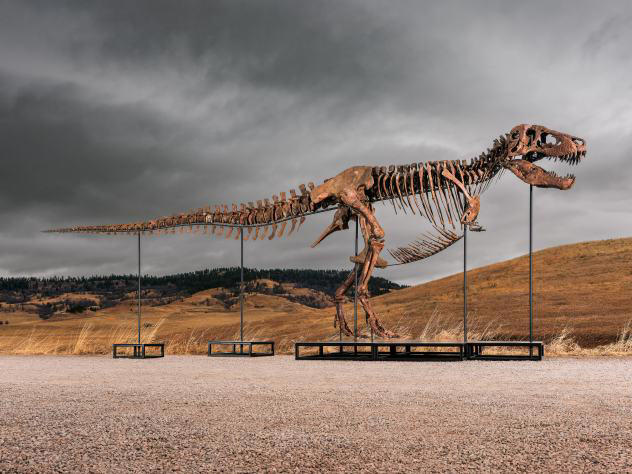 T rex fossil found on South Dakota ranch could sell for $30 million
